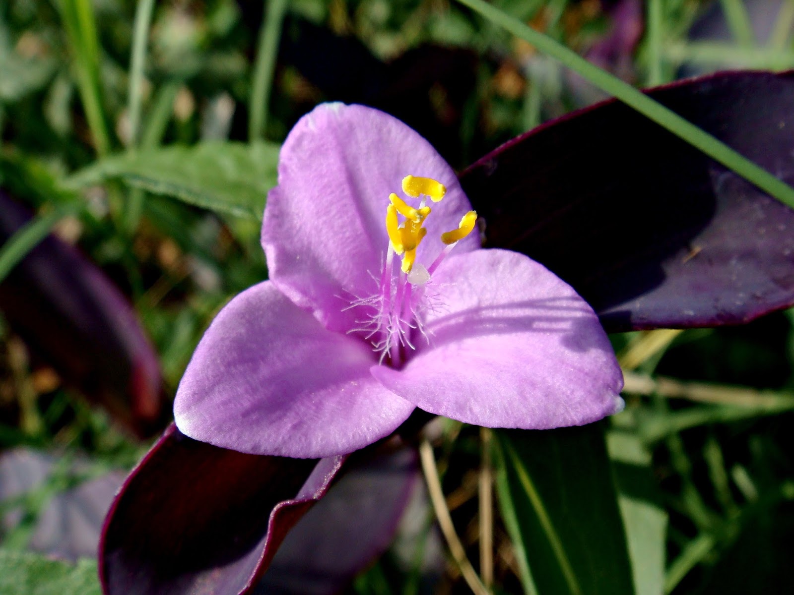 VOUCHE CONTAR: Pollo morado