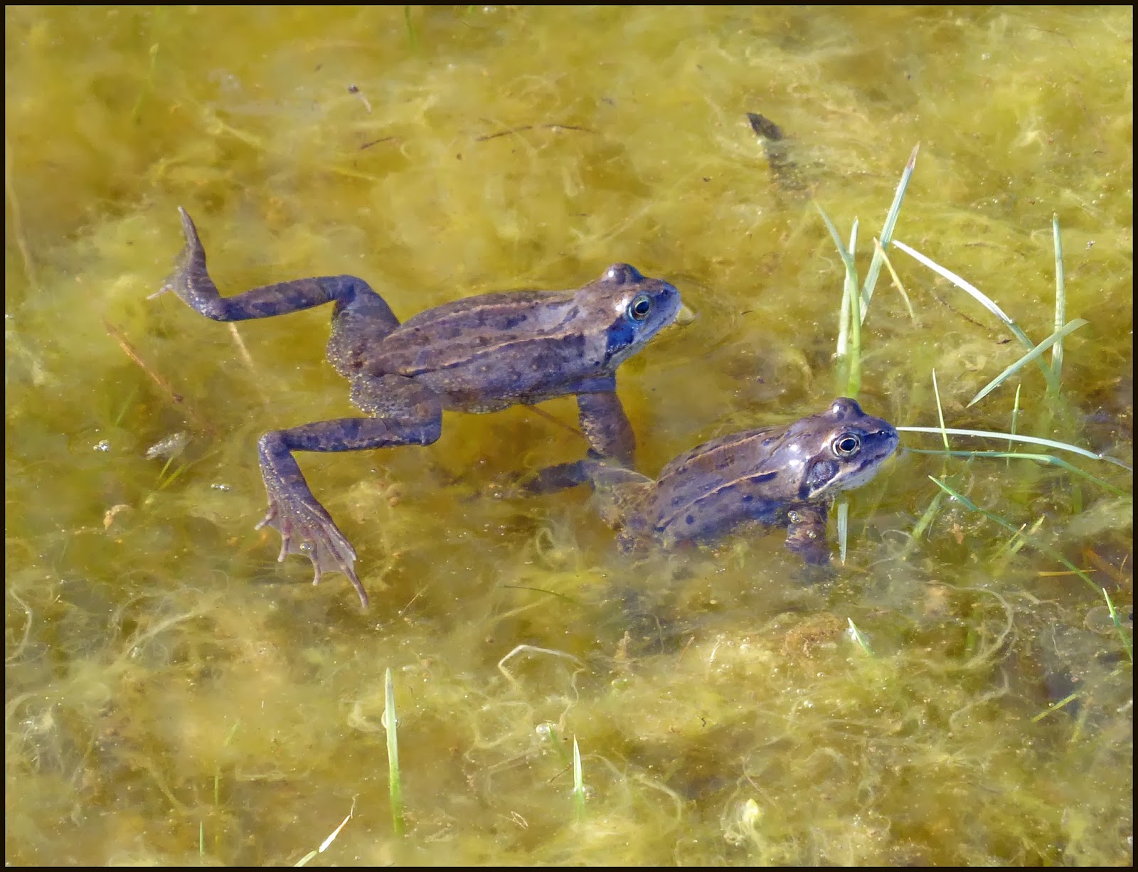 Wild and Wonderful: Amphibian Alert ~ Frogs Galore