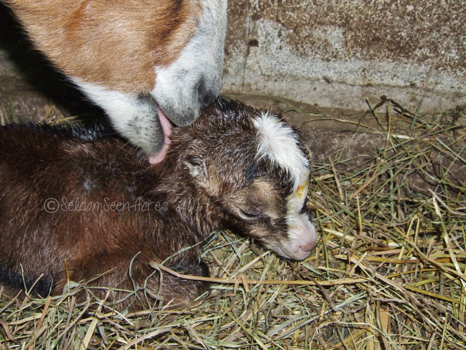 Seldom Seen Acres: The one and only baby goat for the year...