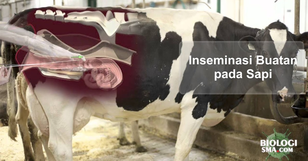 17+ Ide Penting Teknik Inseminasi Buatan