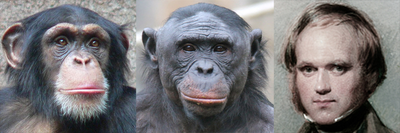 Asuntos de familia. Los Primates.