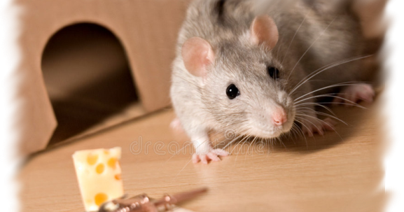 Fábulas Lendas e Histórias: O RATO