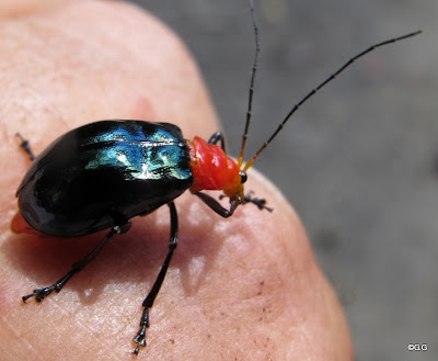 Nature Wonders Gershonized: Papua New Guinea collection of insects 9_2011