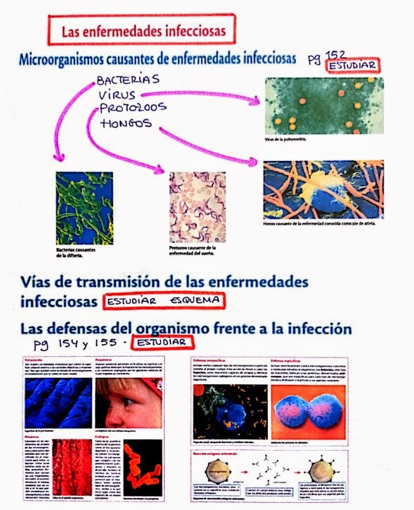MI BLOG DE BIOLOGÍA Y GEOLOGÍA 3º ESO: LAS ENFERMEDADES INFECCIOSAS