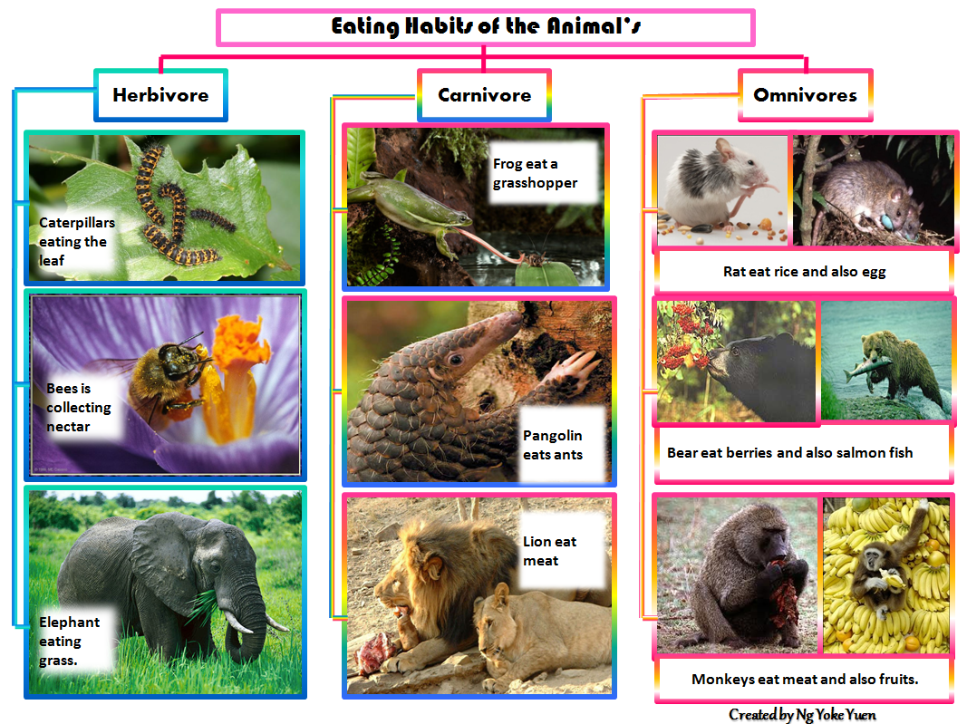 Animal's: Fundamental of Food Chain and Food Web