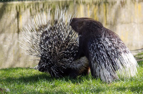 Variety of Life: Hystricognathiformes