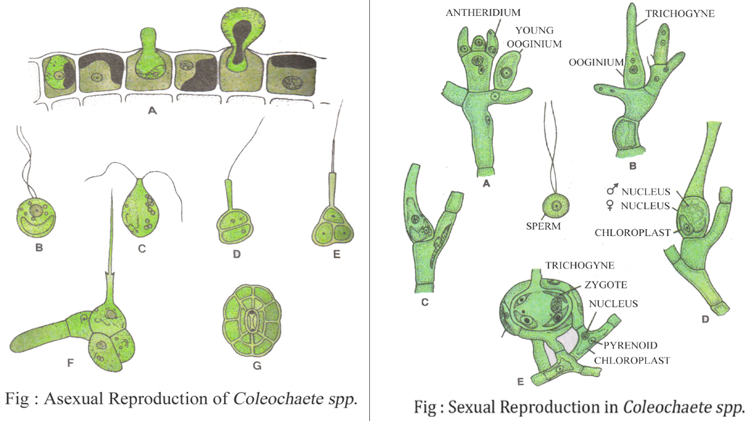 COLEOCHAETE - STRUCTURE OF VEGETATIVE BODY AND REPRODUCTION