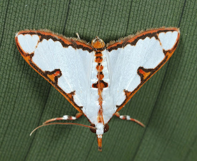 BunyipCo: A Few Nice Moths