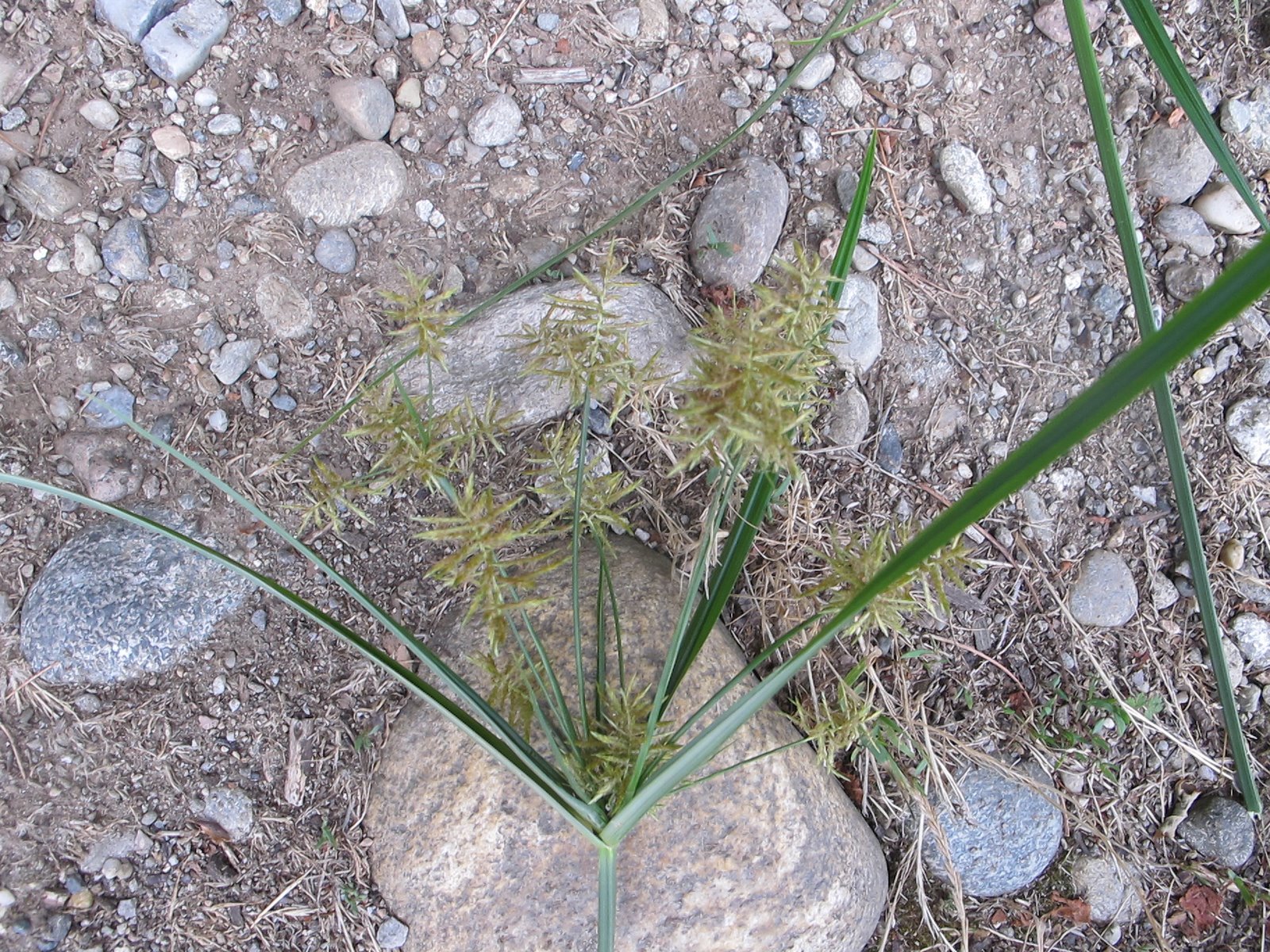 FLORA NEL SALENTO e.. anche altrove: Cyperus esculentus L. - Cyperaceae ...