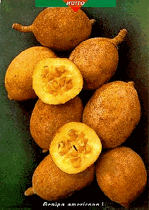 PERU NUTRACEUTICO: HUITO