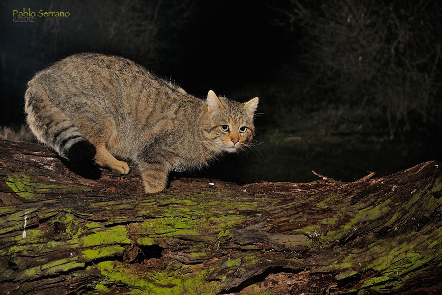 Birding Benstead: wild cat in Romania
