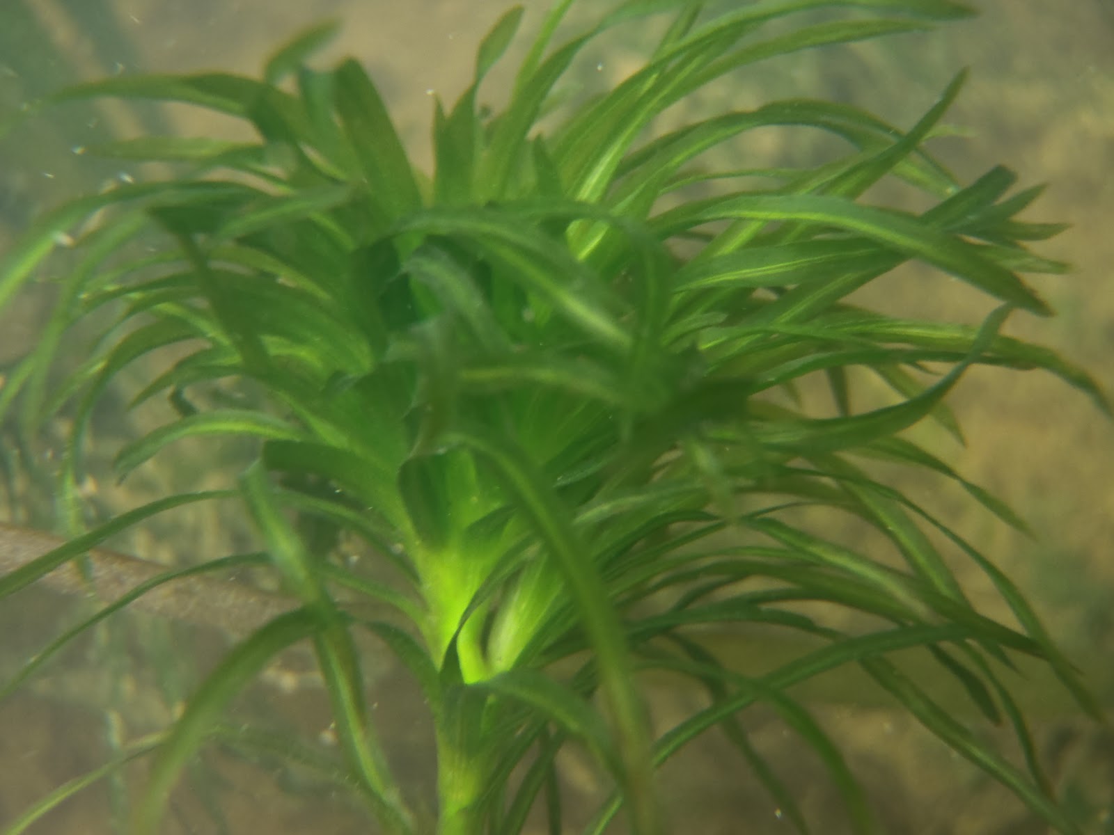 Aquatic Farmer: Najas Sp