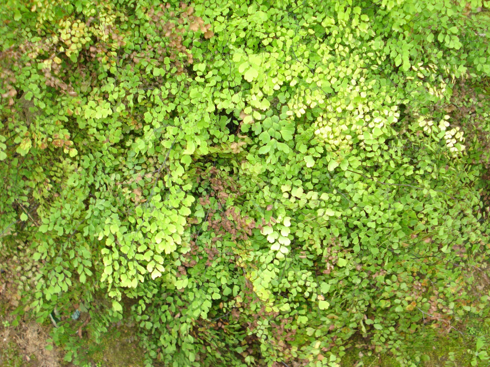 Canguçu em Cores: Avenca - Adiantum capillus-veneris - Princípios ...