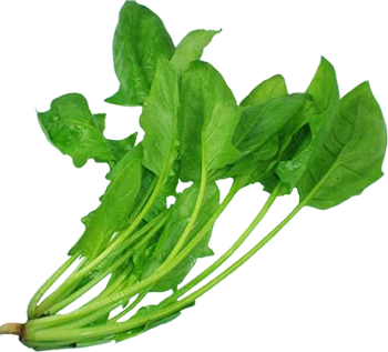 Mitra Petani: Mengembangkan Usaha Pertanian Organik.