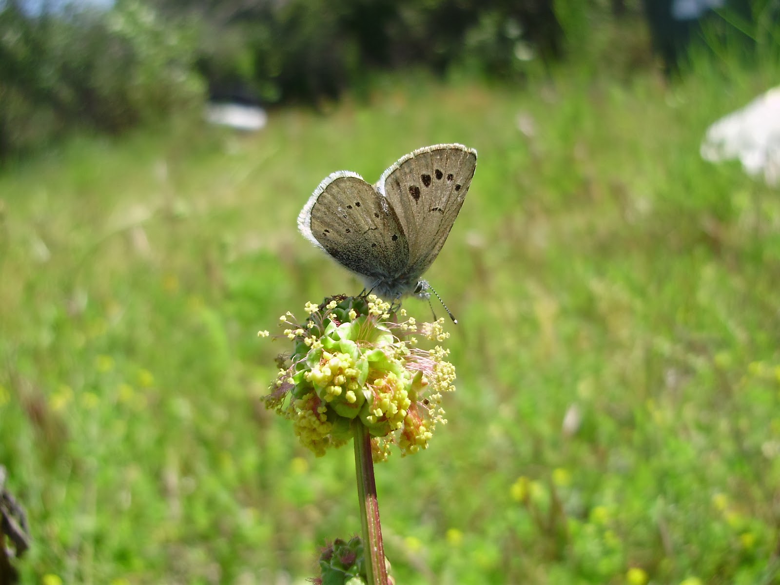 Mariposas y orugas (Volvoretas e eirugas): enero 2014
