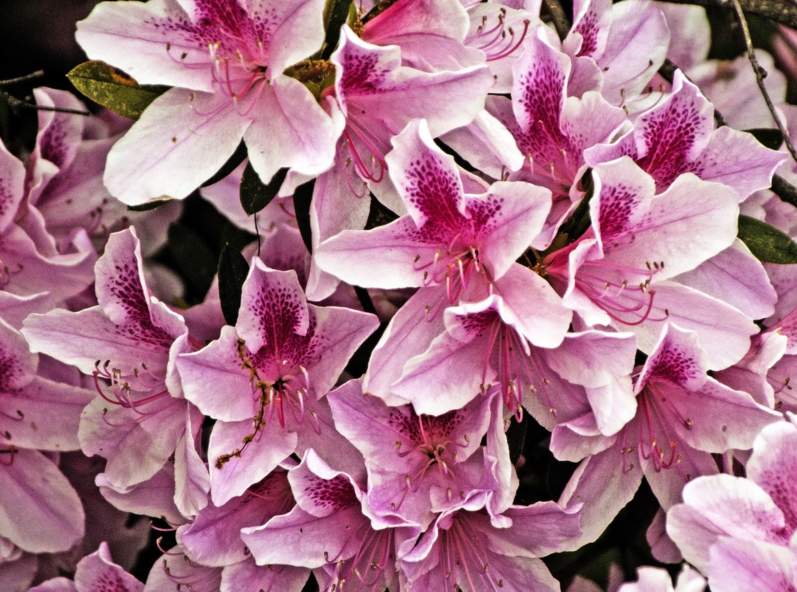 Into My Garden: Long Cool Spring: Great Year for Azaleas