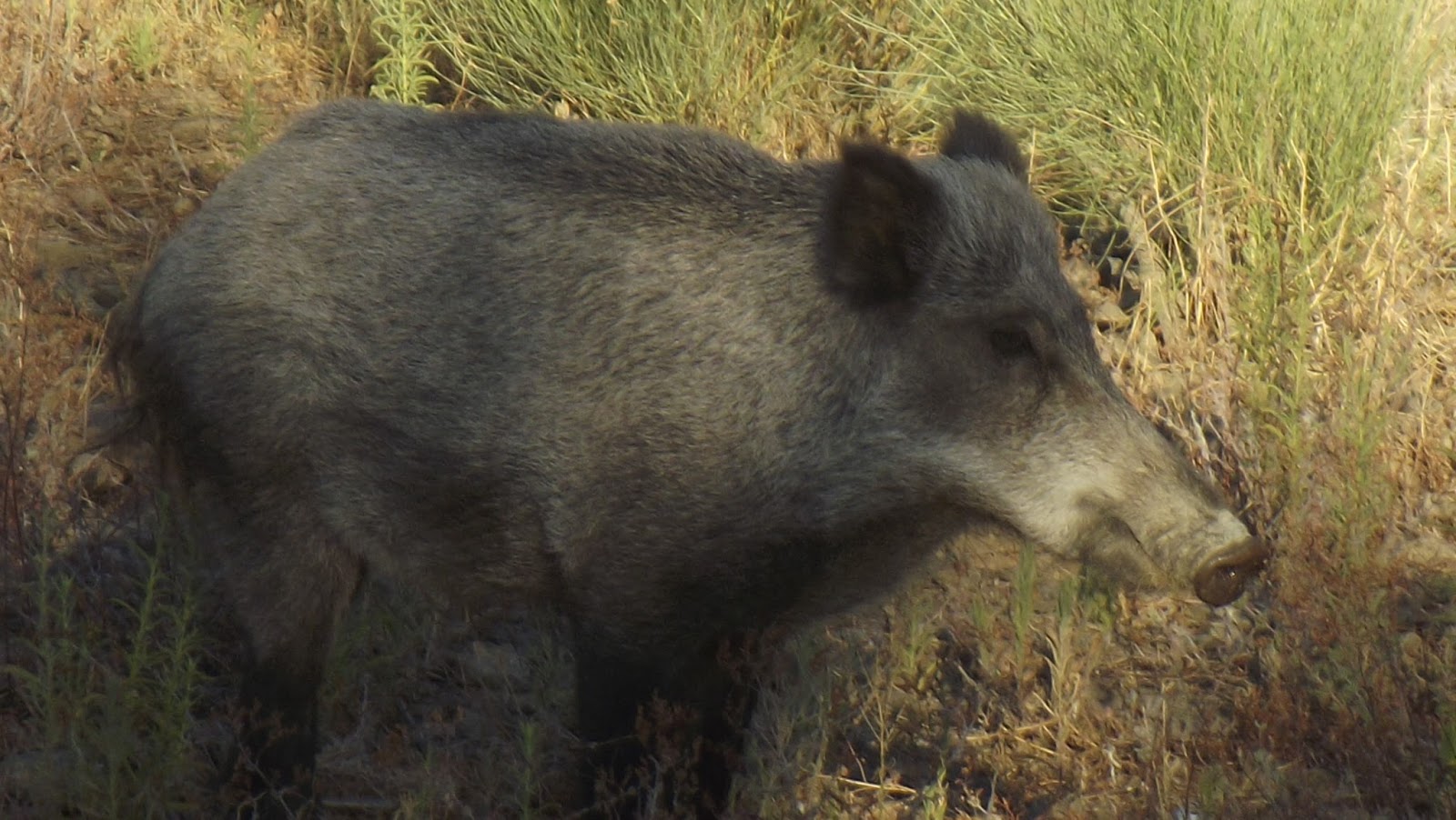 Extremadura naturalmente: El jabalí (Primera parte)
