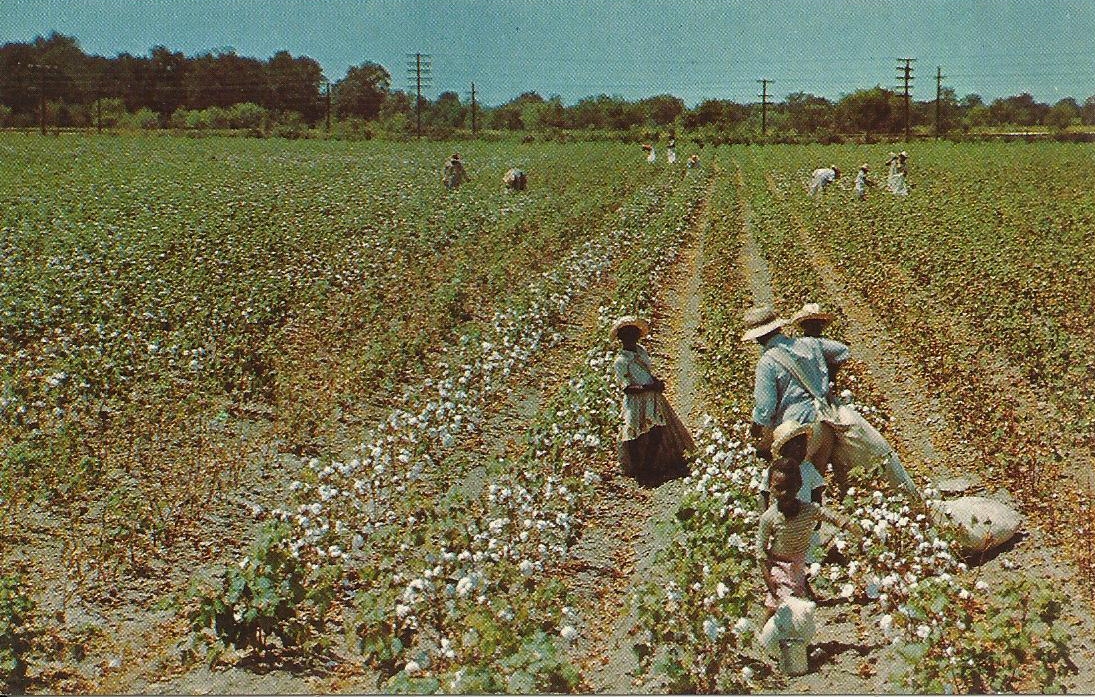 Vintage Travel Postcards: Land Of Cotton