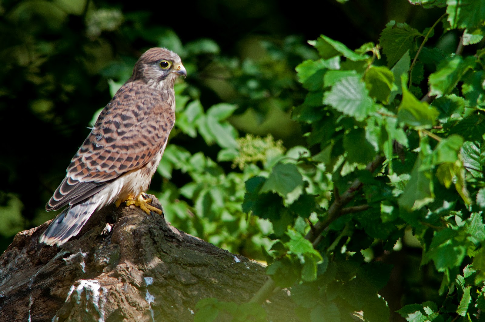 Eternity Images Photography: Some more pics of the Kestrel Chicks