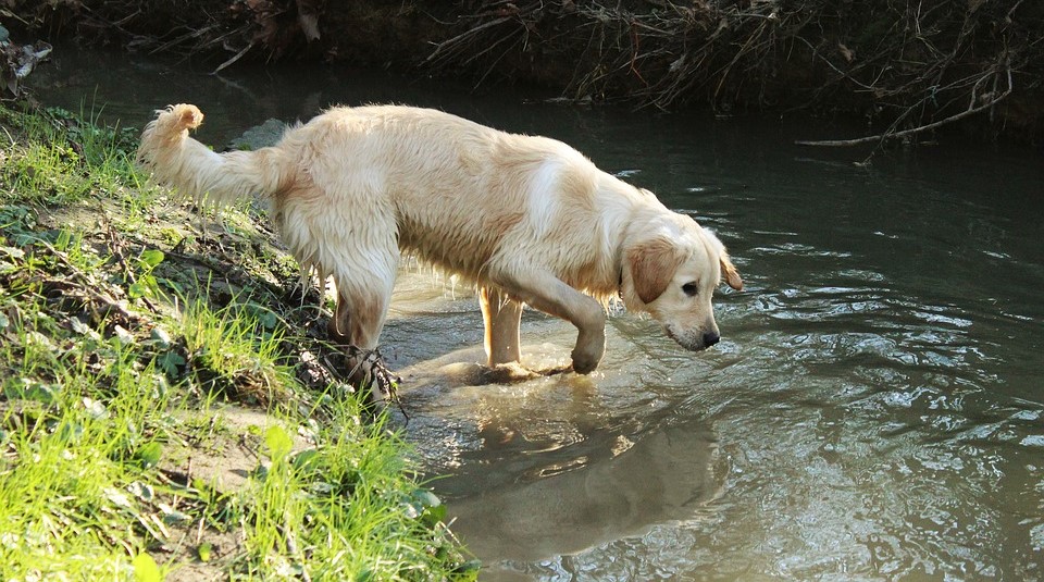 AL CUENTOS: EL PERRO Y EL REFLEJO EN EL RÍO