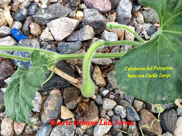 Huerto Urbano Luis Servia Borgas: CALABAZAS DEL PEREGRINO BOLA CON ...