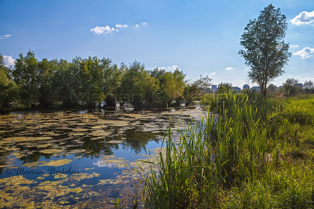 Armonie cu fotoni: Delta Vacaresti , delta Bucurestiului