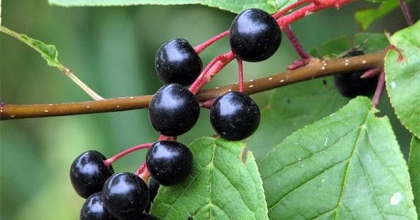 Beneficiile malinului pentru sanatate « Pelecanul gustos, informatia ...