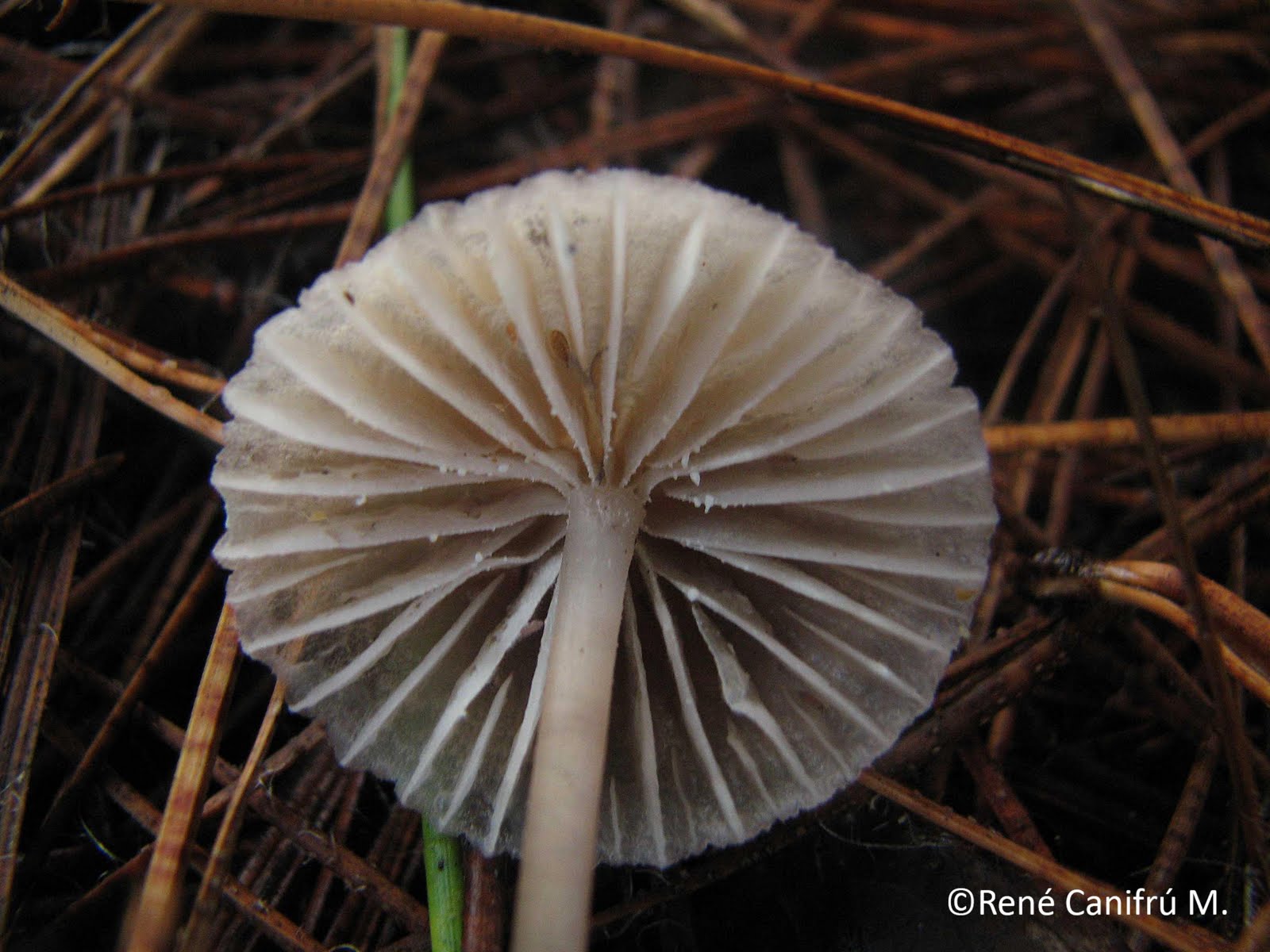 Hongos: Mycena leptocephala