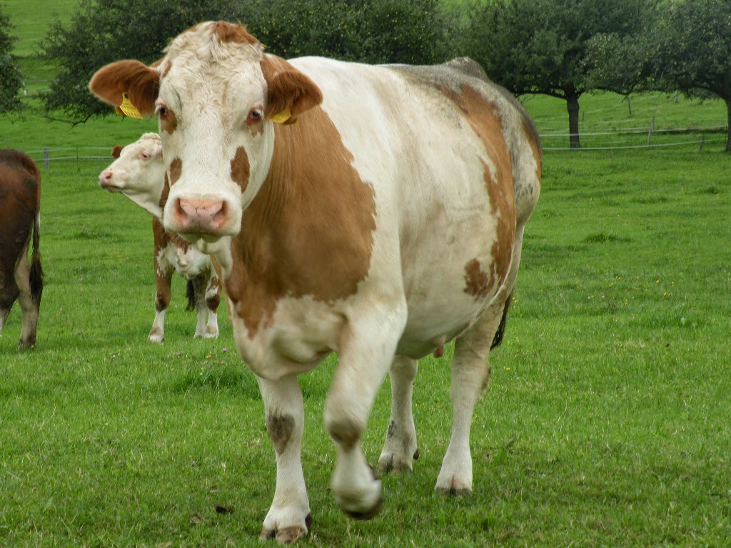 Vachement belles: Vaches simmentals dans la région de la Mühl - Autriche