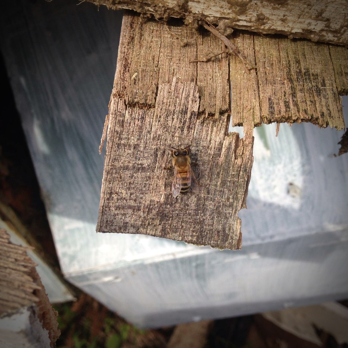 Faith. Farm. Family. Marshmallows.