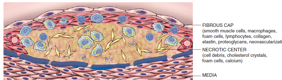 Omnis cellula ex cellula