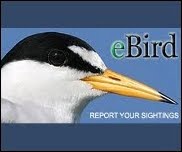 Crow and Raven: San Timoteo Canyon