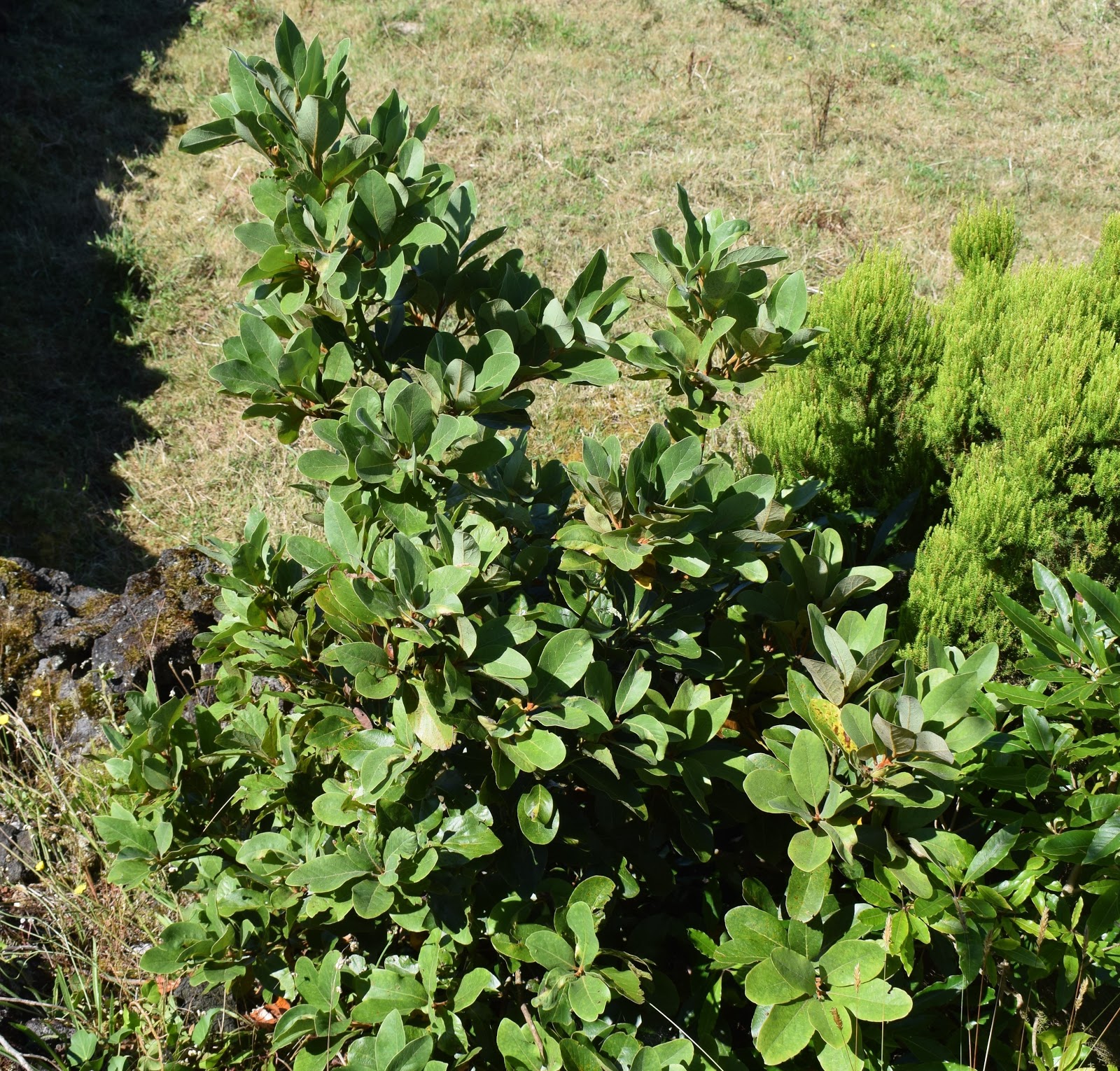 Plantas: Beleza e Diversidade: Endémicas dos Açores #21: Louro (Laurus ...