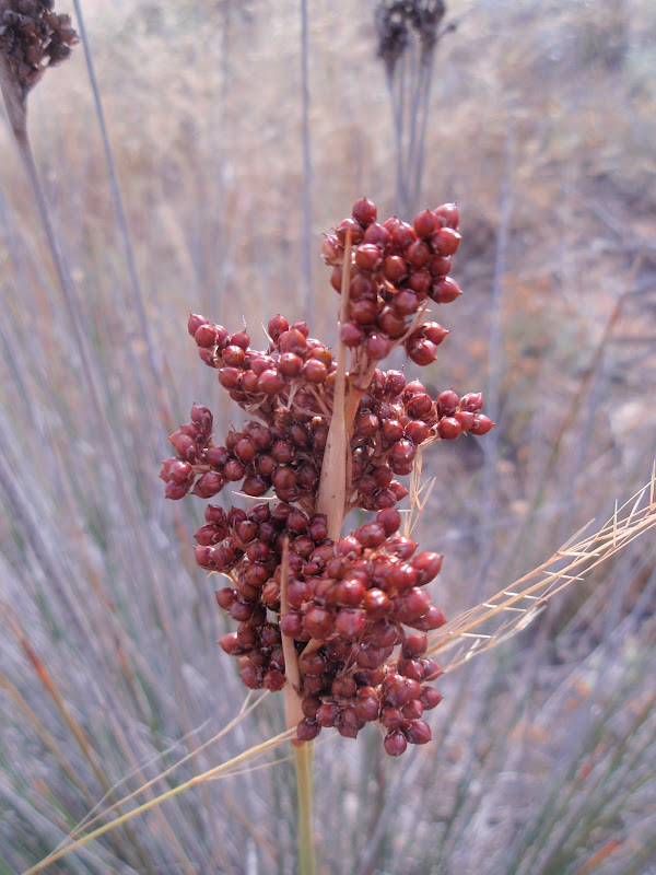 HERBARIO VIRTUAL DE BANYERES DE MARIOLA Y ALICANTE: Juncus acutus ...