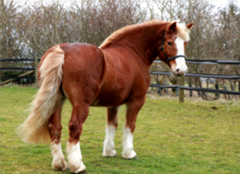 EAP1600 SUMMER KAZAKHSTAN: Kazakh National Cuisine
