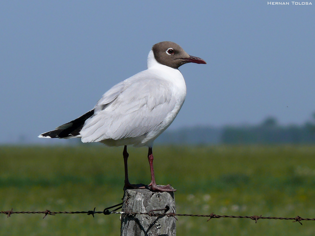 Aves de Argentina: Gaviota capucho café (Chroicocephalus maculipennis)