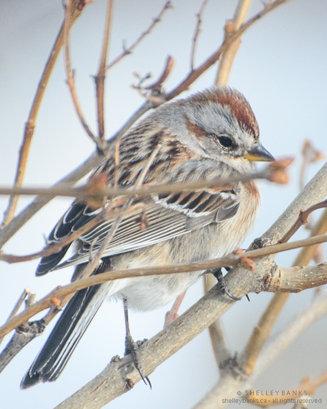 Prairie Nature: American Tree Sparrows Arrive in Regina, Saskatchewan