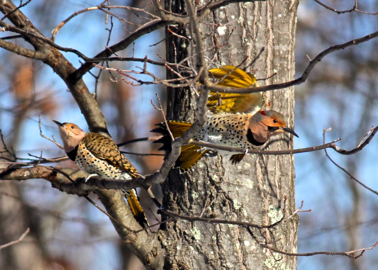 Red House Garden: The Resident Northern Flickers