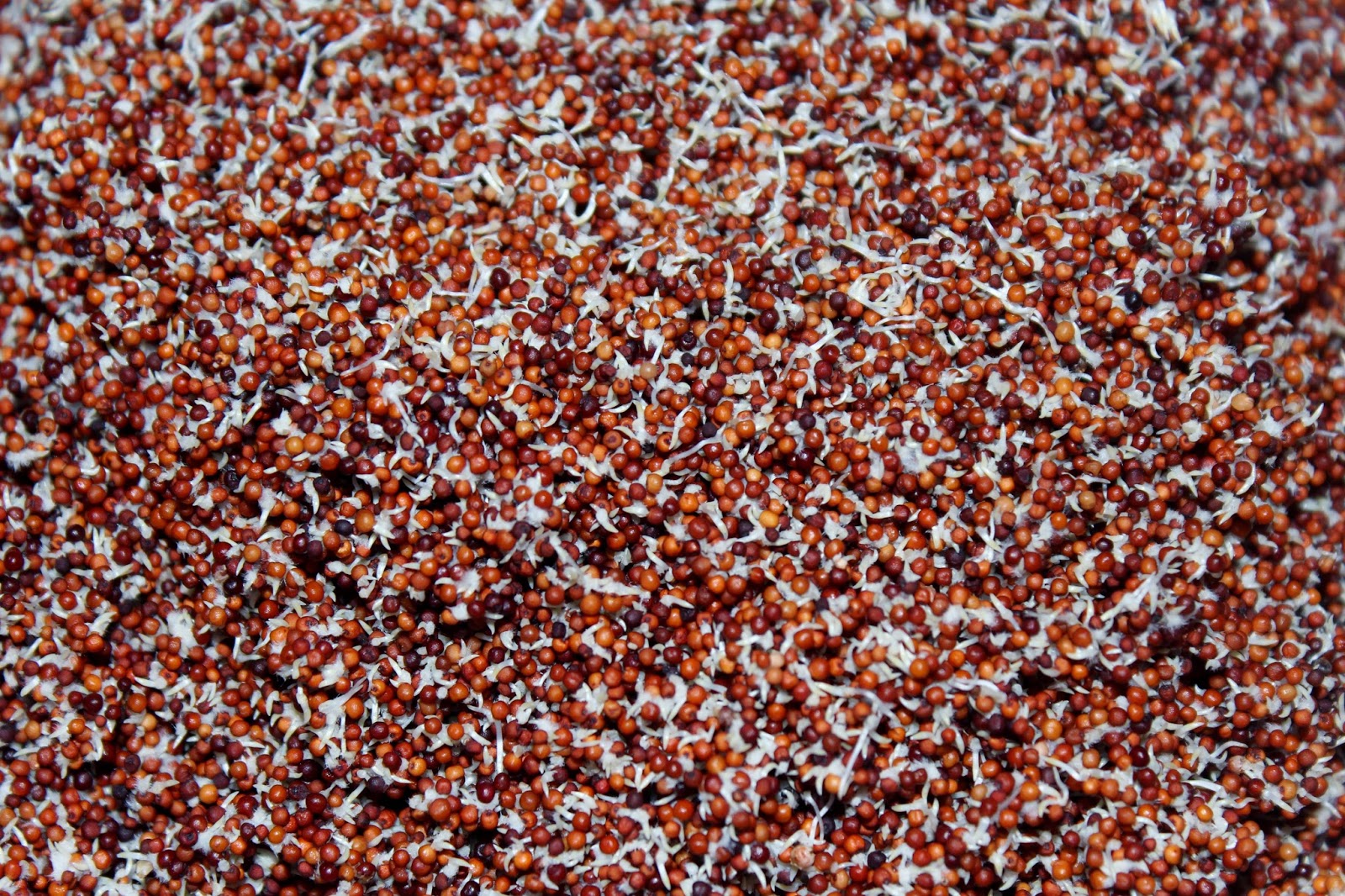 SavisPassions: Heath Benefits of RAGI