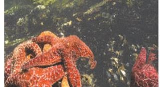 Keystone and Foundation Species