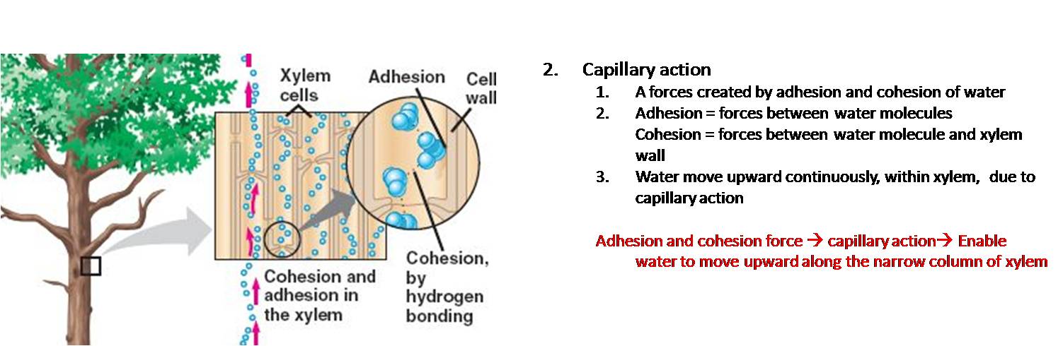 Capillary Action In Plants - Plant Ideas