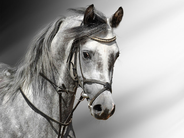 WALLPAPER KUDA PUTIH GAGAH