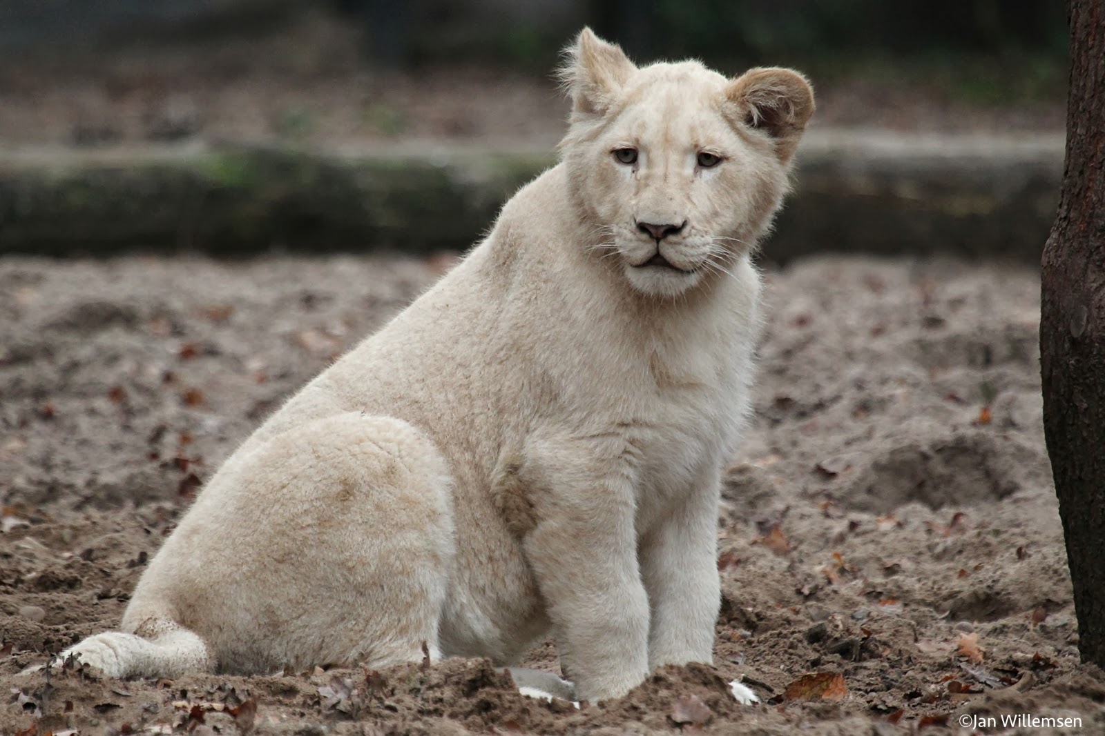 Jan Willemsen Fotografie: ZOO Ouwehands Dierenpark Rhenen