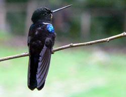 Animales en Vía de Extinción!!!: Inca Negro