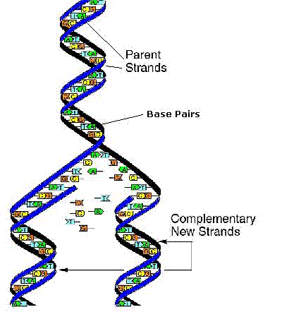 Study About DNA: Copying DNA