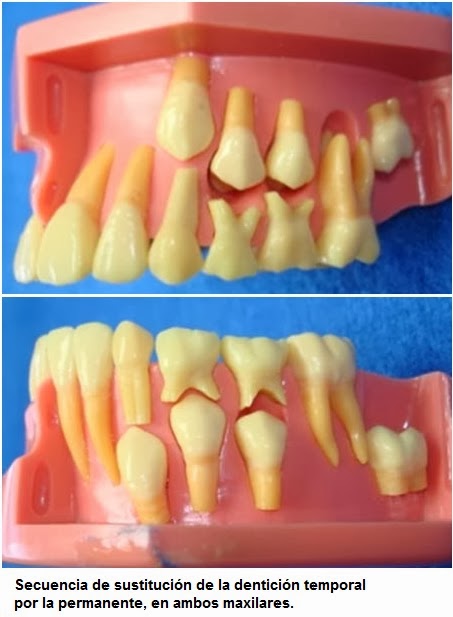 tao: Proceso de sustitución de la dentición temporal