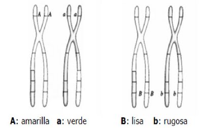 el Blog del Profe de Biolo: Genética Mendel