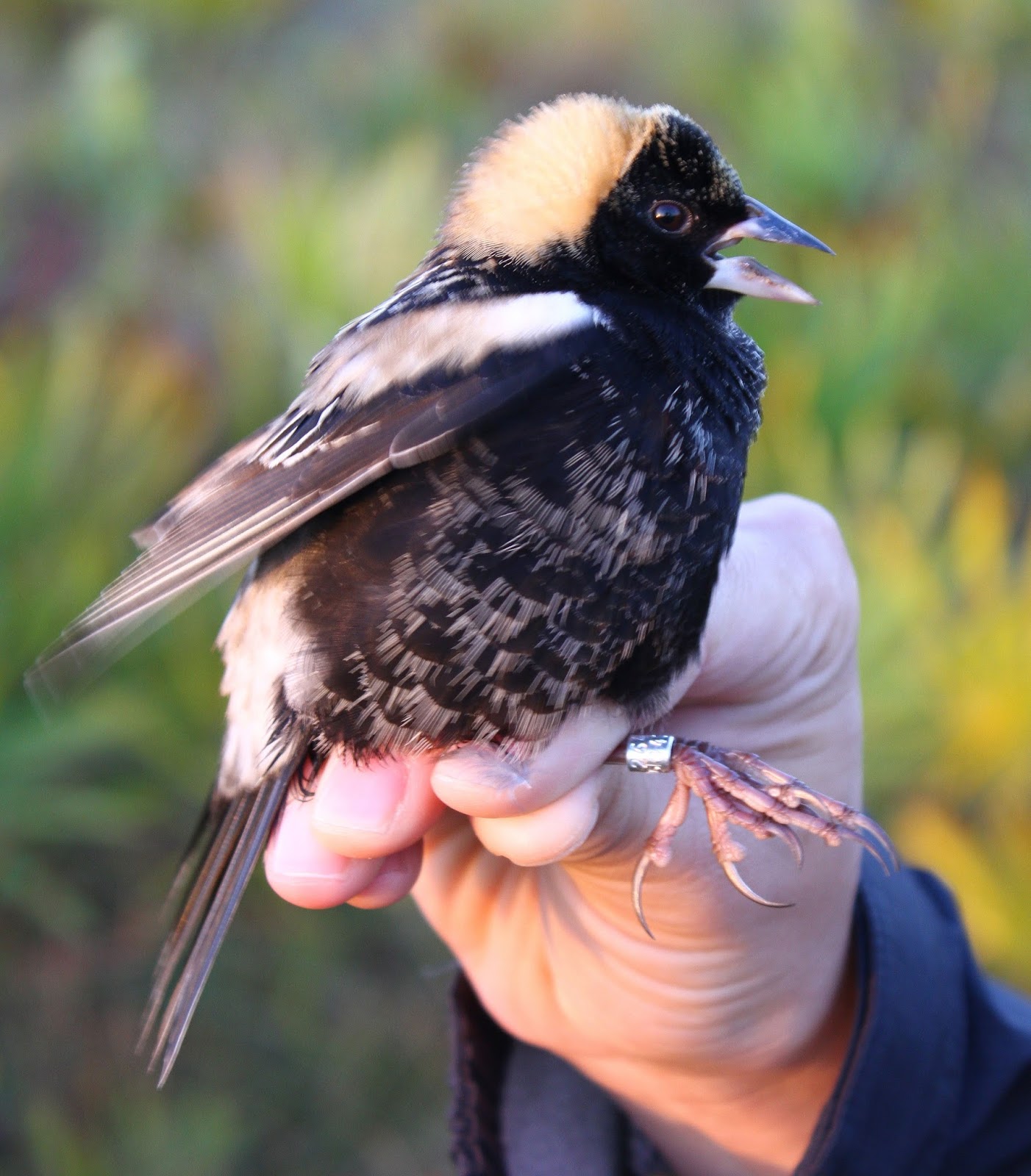 pelagicus: Florida prairie - birds
