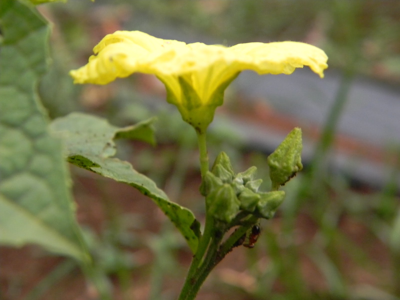Tanaman Oyong (Luffa acutangula)