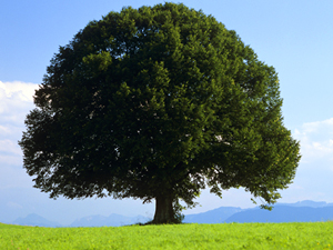 Comparación bíblica del hombre y el albor. - Ciudad Del Reino.